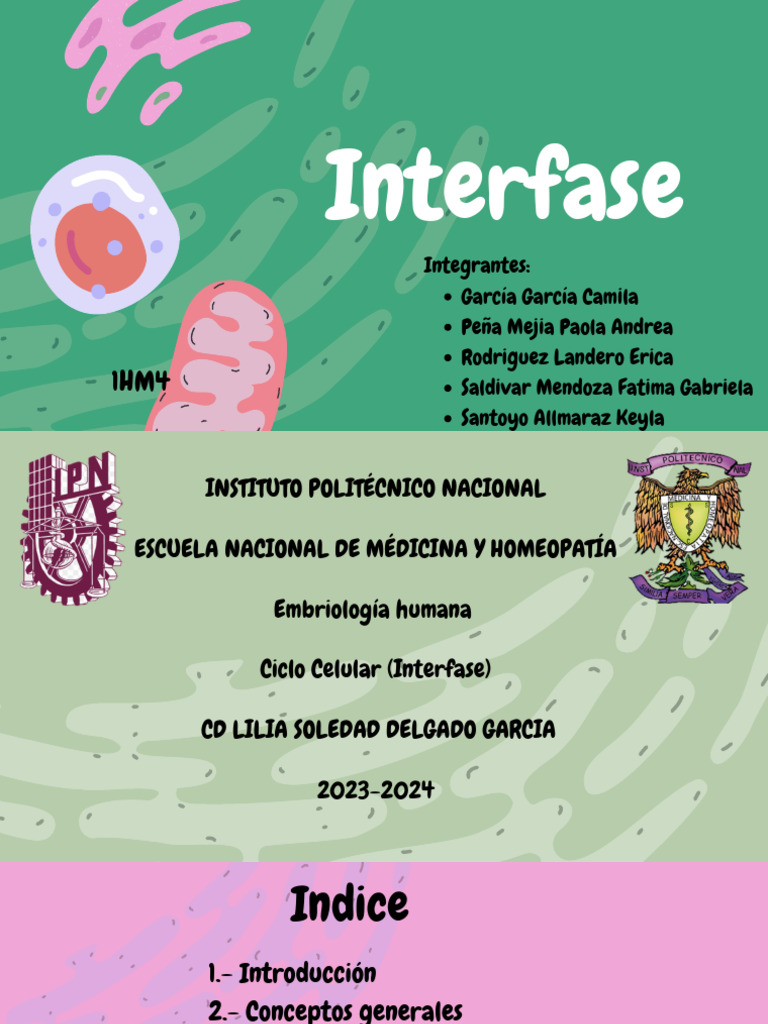 Interfase | PDF | Ciclo celular | Mitosis