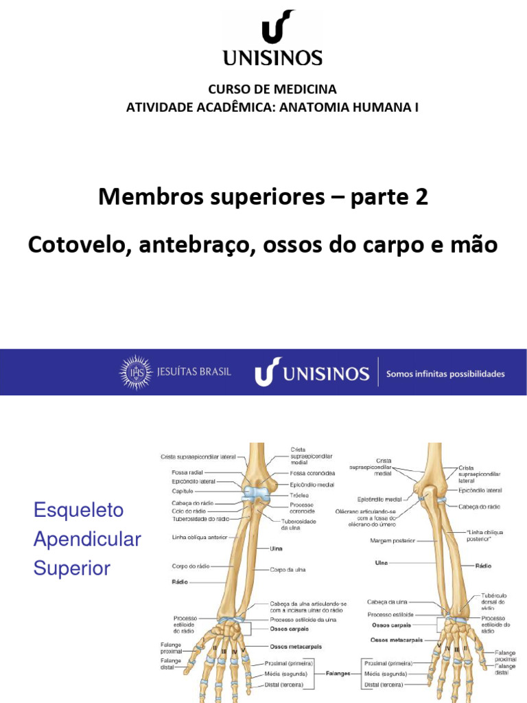 Aula 6 - Membros Superiores Parte 2 | PDF | Membros (anatomia) | Anatomia