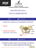 Músculo Piriforme Origem, Inserção, Inervação e Função Kenhub | PDF ...