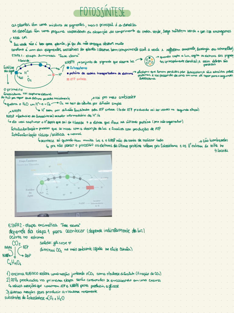 Caderno | PDF | Meiose | Ploidia