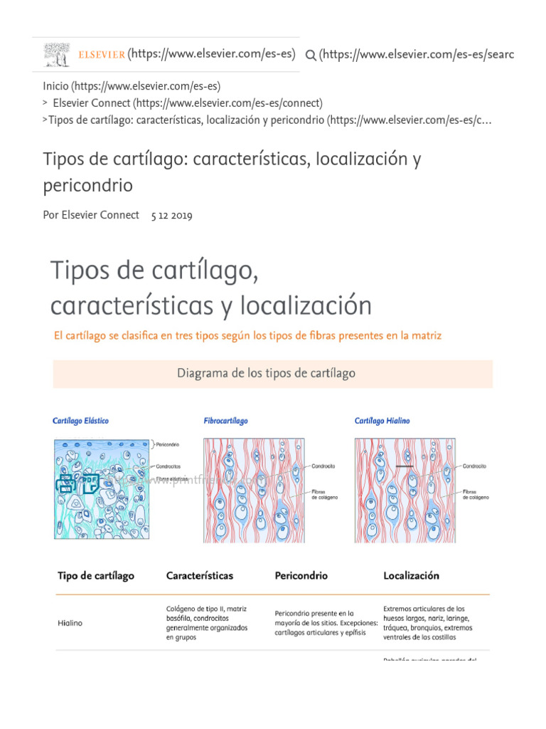 Tipos de Cartílago - Características, Localización y Pericondrio | PDF ...