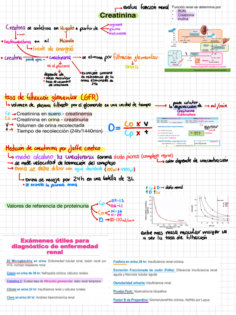 Laboratorio Fisio 4 Modulo | PDF | Creatinina | Orina