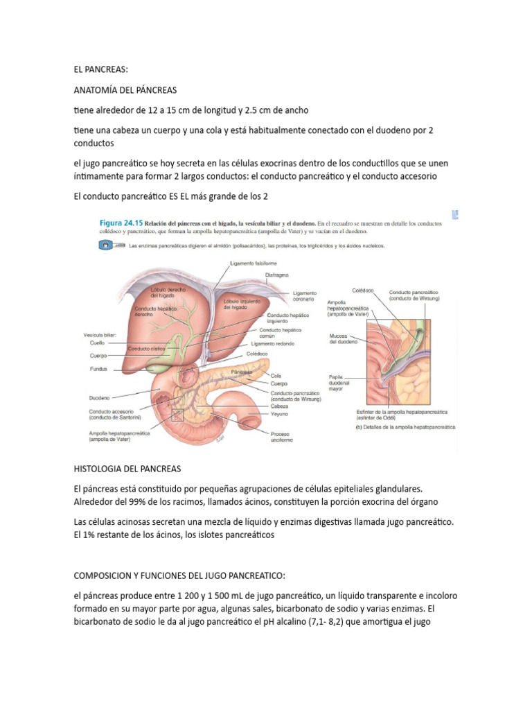 El Pancreas | PDF