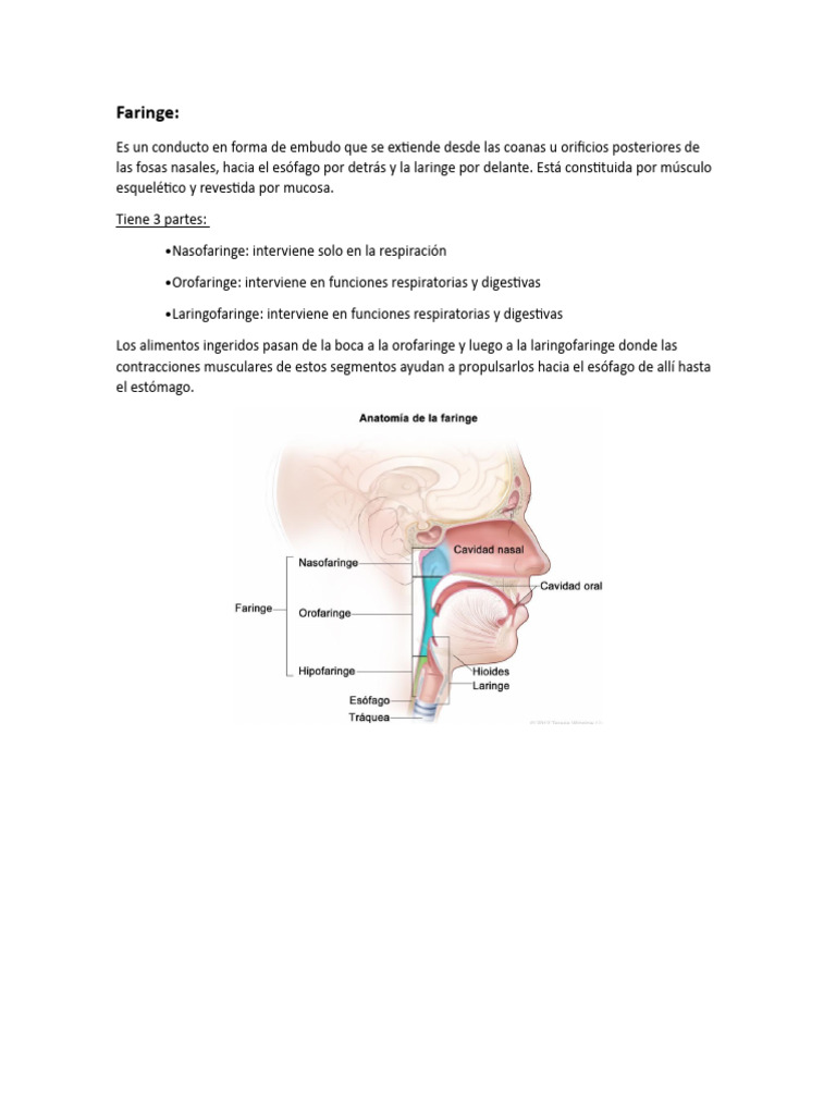Faringe y Esofago | PDF