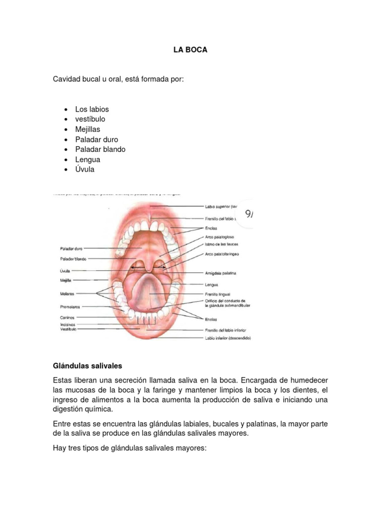La Boca | PDF | Boca | Saliva