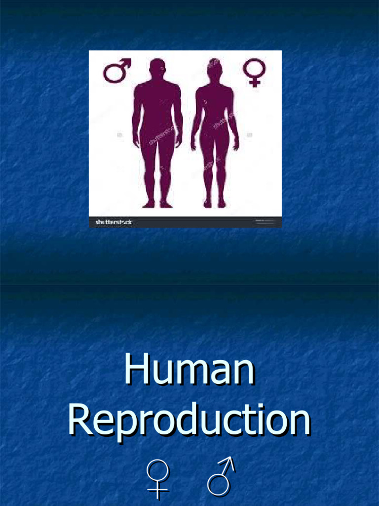 Human Reproduction-1 | PDF | Reproductive System | Testicle