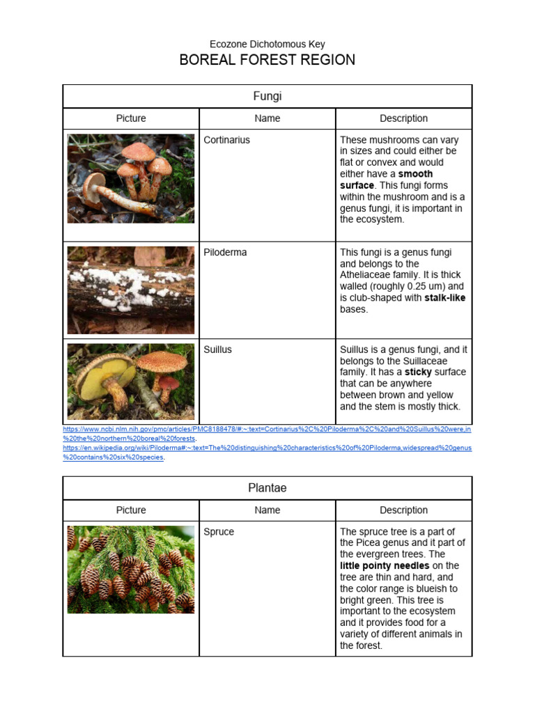 Ecozone Dichotomous Key | PDF | Pine | Fir