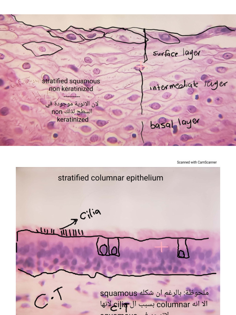 Review... Histo Lab | PDF Review... Histo Lab | PDF