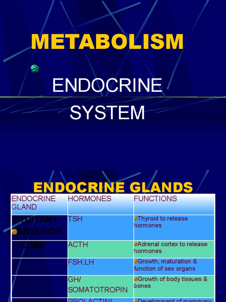 Anatomy of The Endocrine System II | PDF | Adrenal Gland | Endocrine System