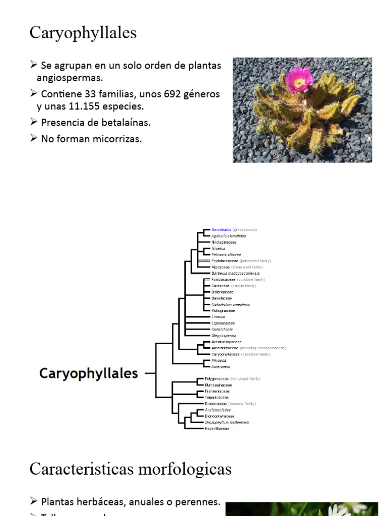 Caryophyllales y Dilleniales: Características y Ejemplos | PDF ...
