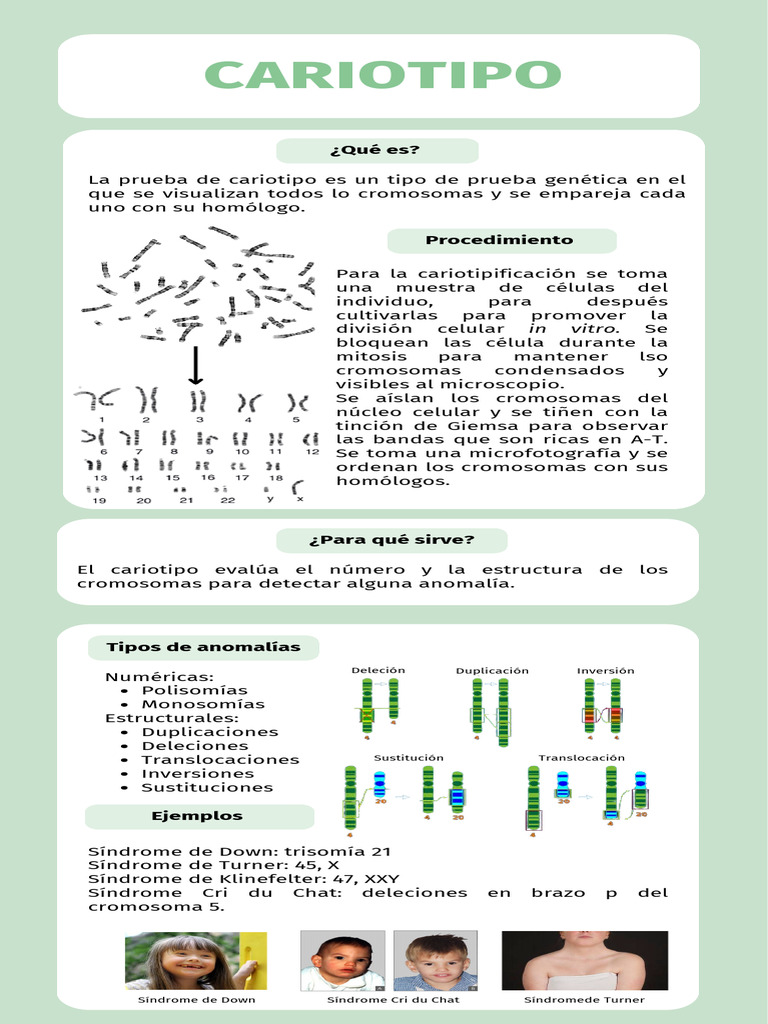 Infografía Cariotipo | PDF