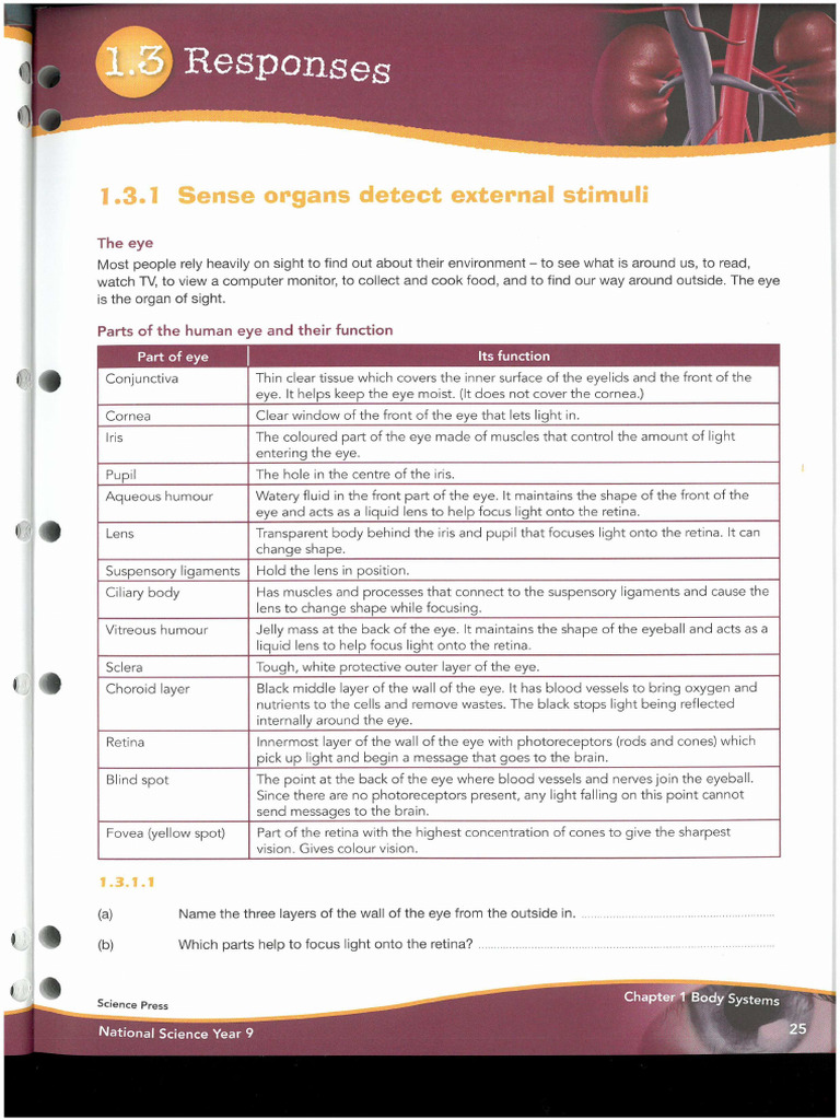 4 Eye - Structure and Function | PDF