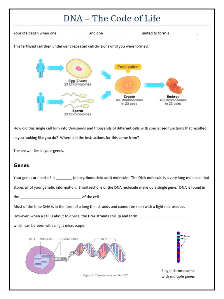 Genes and Chromsomes Worksheet-1 | PDF | Dominance (Genetics) | Allele