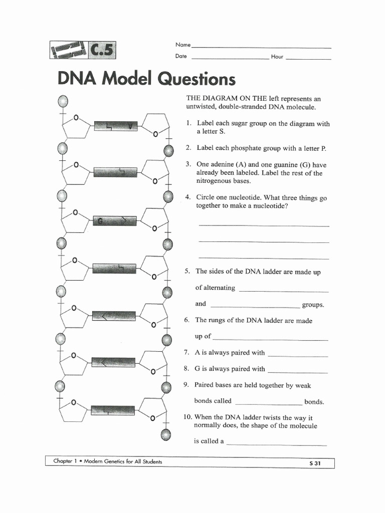 Labeled DNA Model Worksheet | PDF