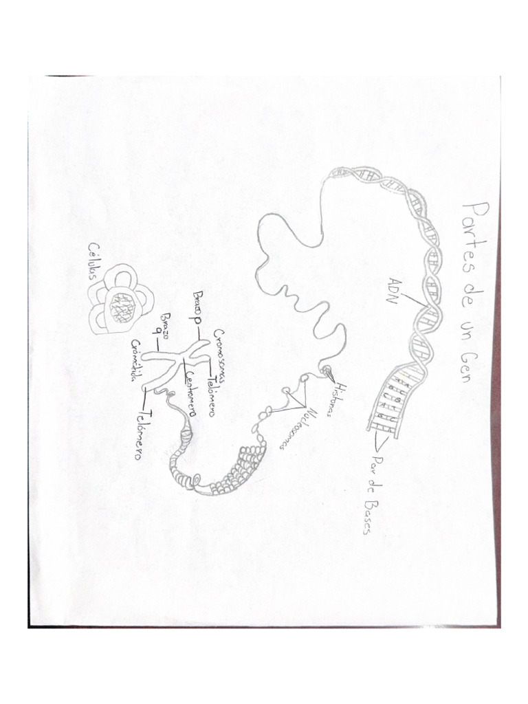 Partes de Un Gen y Region Promotora | PDF