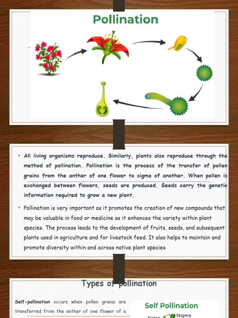 Pollination | PDF | Pollination | Flowers
