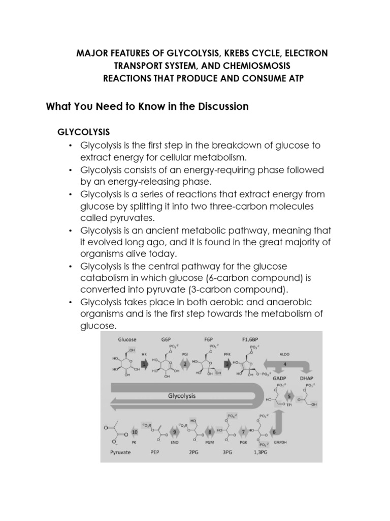 Major Features of Glycolysis Krebs Cycle Electron Transport System and ...