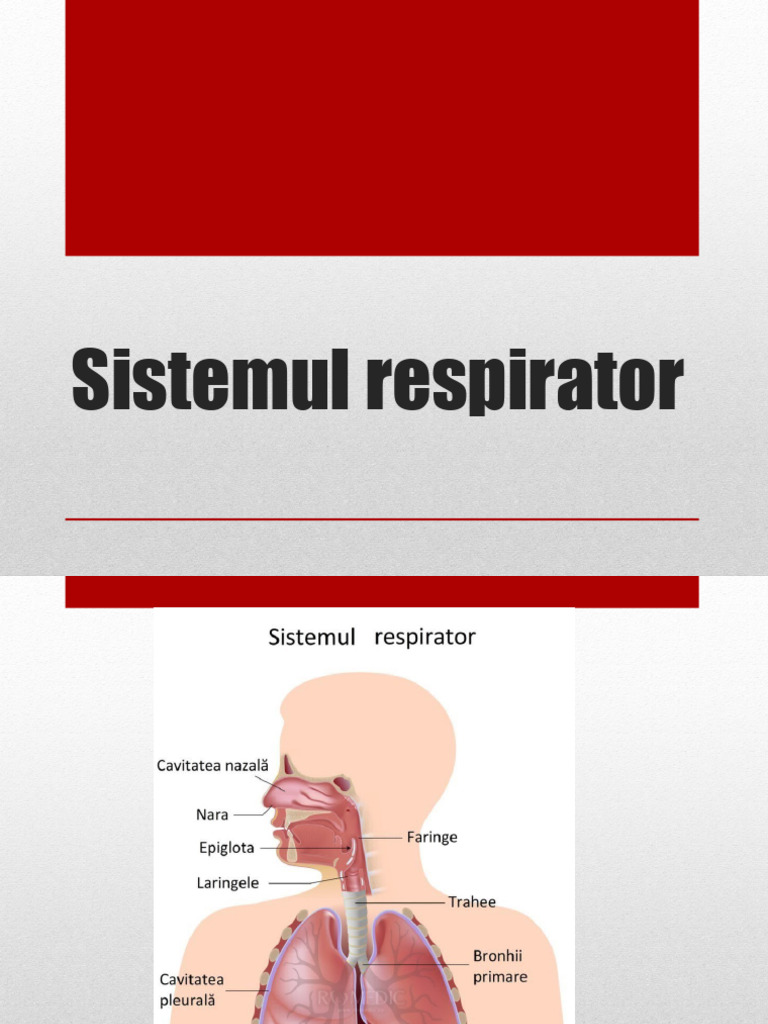Sistemul Respirator | PDF