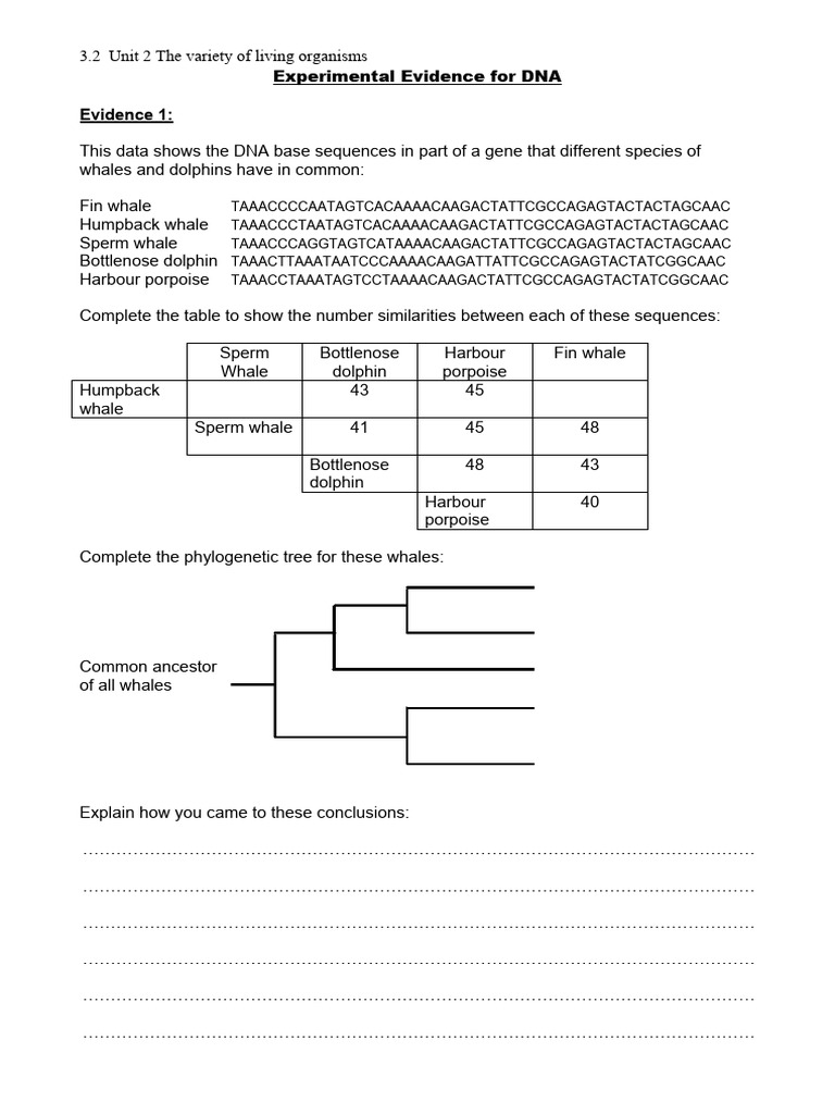 3 Biochemical Evidence For Dna Worksheets | PDF | Whales | Hominidae