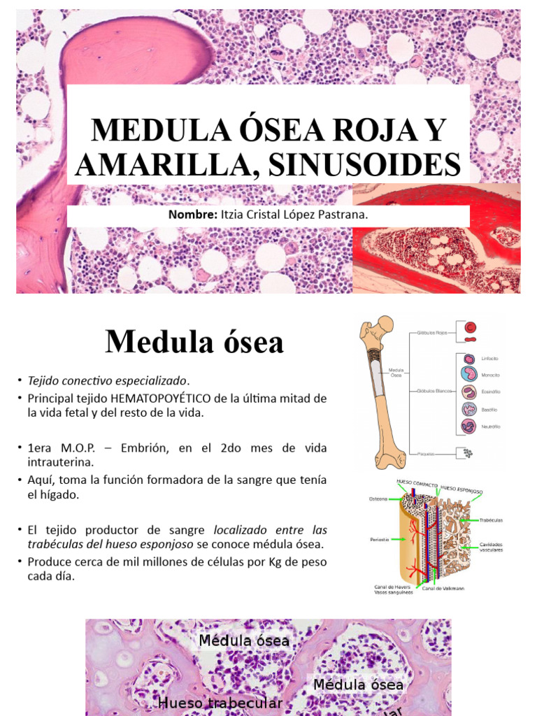 Medula Ósea Roja y Amarilla, Sinusoides | PDF | Hematopoyesis | Hueso