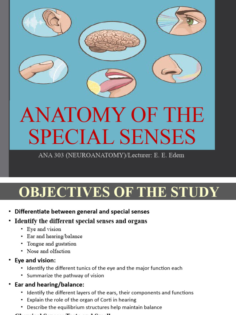ANATOMY OF THE SPECIAL SENSES | PDF | Ear | Taste