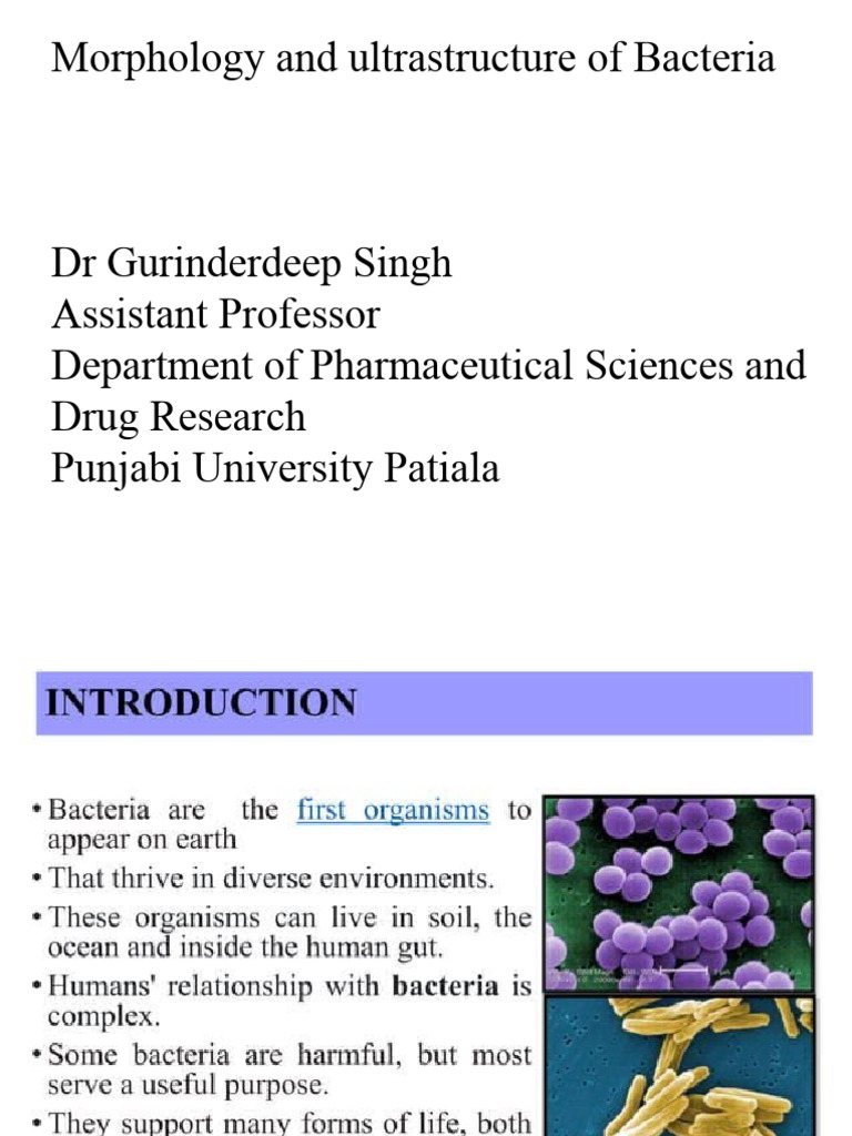 Bacteria | PDF | Bacteria | Cell (Biology)