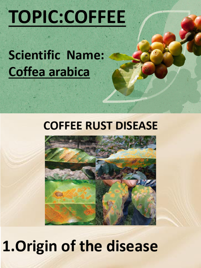 Coffe Rust Disease | PDF | Diseases And Disorders | Pest (Organism)