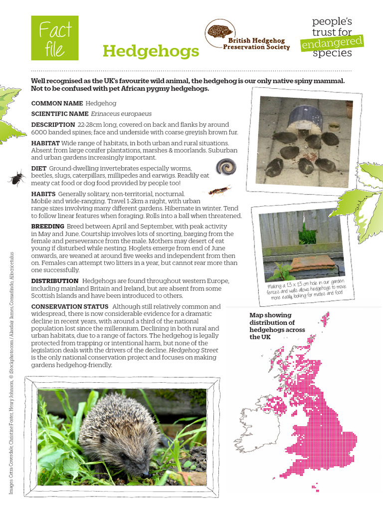 Hedgehog Fact File2 | PDF