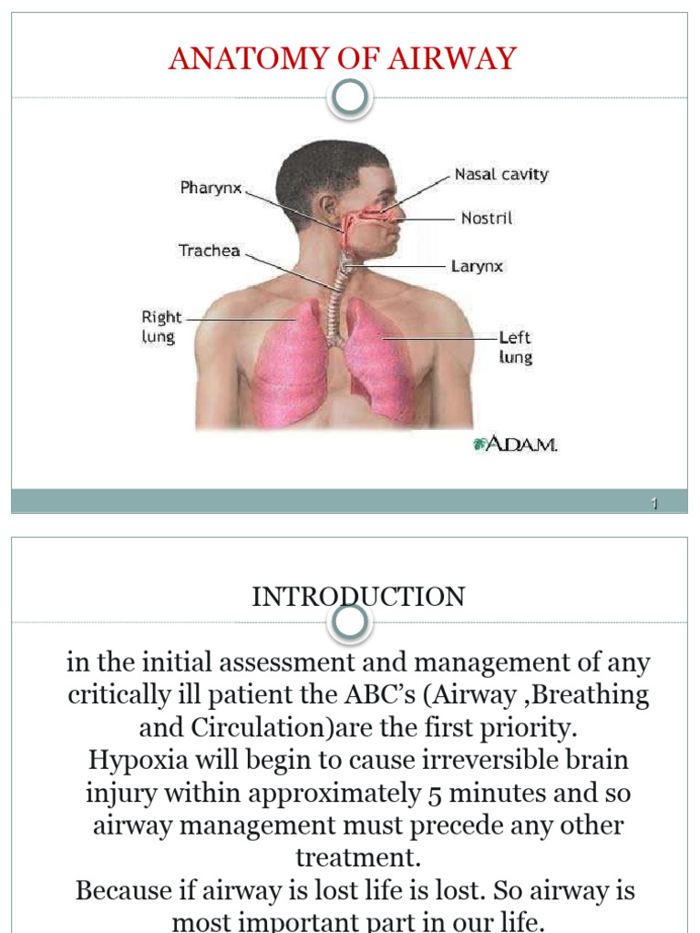 Anatomy of Airway | Download Free PDF | Respiratory Tract | Larynx
