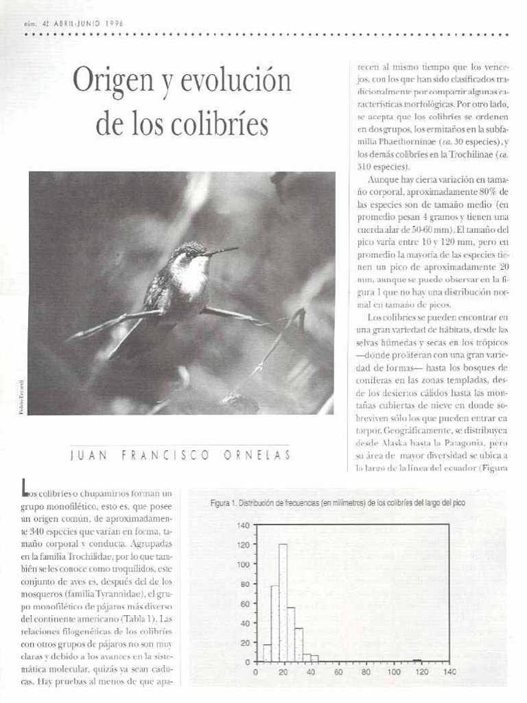 Origen y Evolución de Los Colibries | PDF