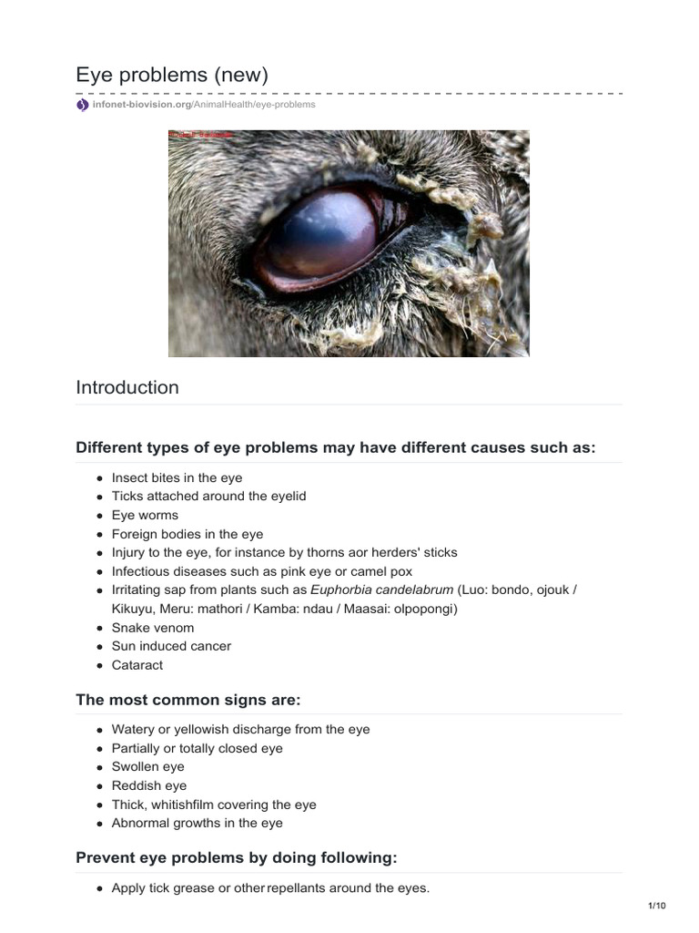 Eye Problems in Livestock - Infonet Biovision | Download Free PDF ...