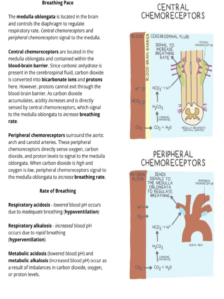Anatomy & Physiology Notes | PDF