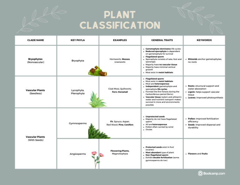 Taxonomy Sheet 2 | PDF | Plants | Organisms