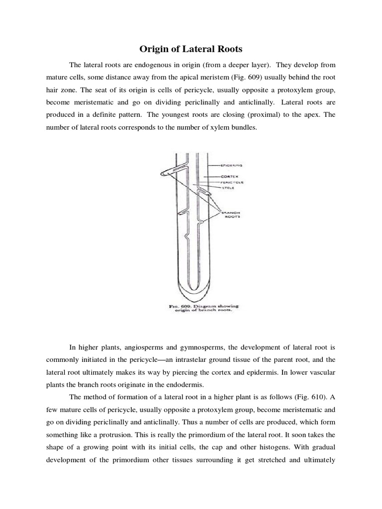 Csir Net Pathfinder Origin-Of-Lateral-Root-1 | PDF | Root | Tissue ...