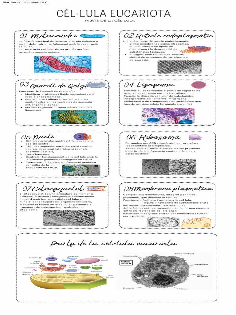 Bio Poster | PDF
