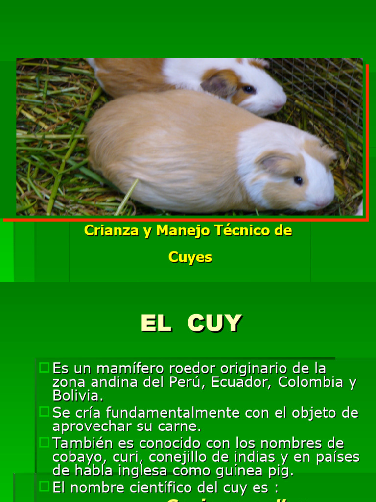 Crianza-y-Manejo-de-Cuyes Presentacion | PDF | Conejillo de indias ... Crianza-y-Manejo-de-Cuyes Presentacion | PDF | Conejillo de indias ...
