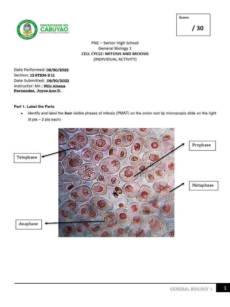 Drill 2 CELL CYCLE | PDF | Meiosis | Ploidy