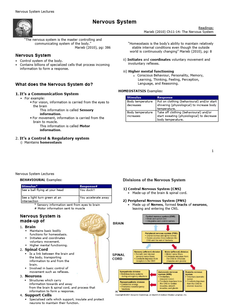 Nervous System Pre Reading | PDF | Nervous System | Central Nervous System