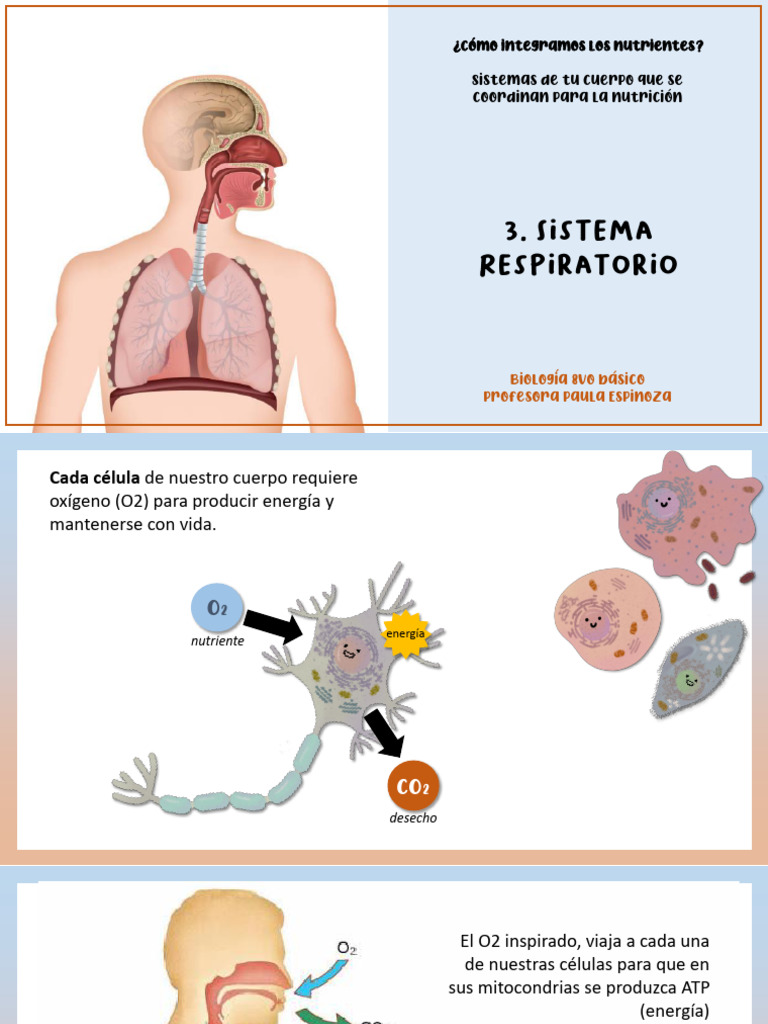 Sistema Respiratorio | Descargar gratis PDF | Respiración | Sistema respiratorio