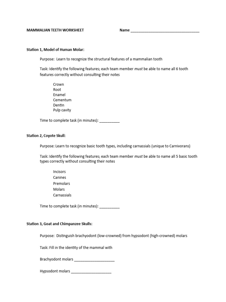 Mammalian Teeth Worksheet | PDF | Tooth | Dentistry