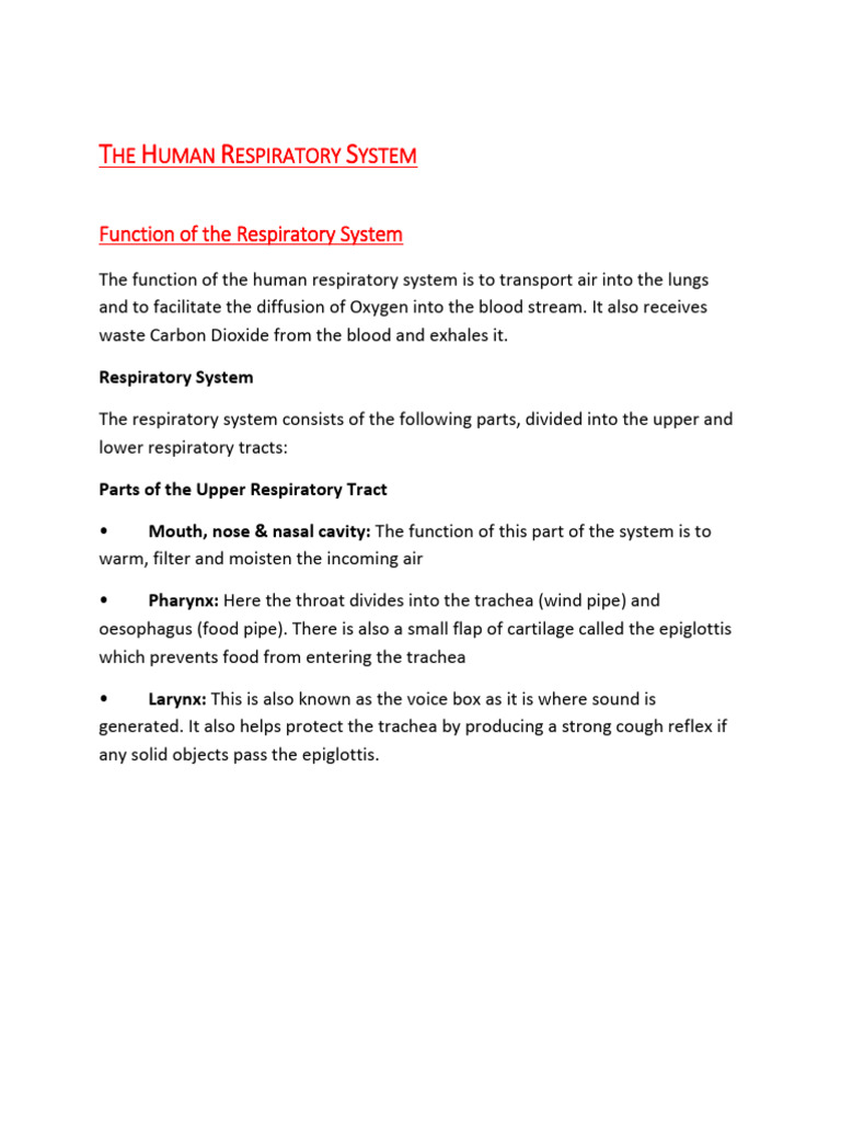 The Human Respiratory System | PDF | Respiratory Tract | Cellular ...