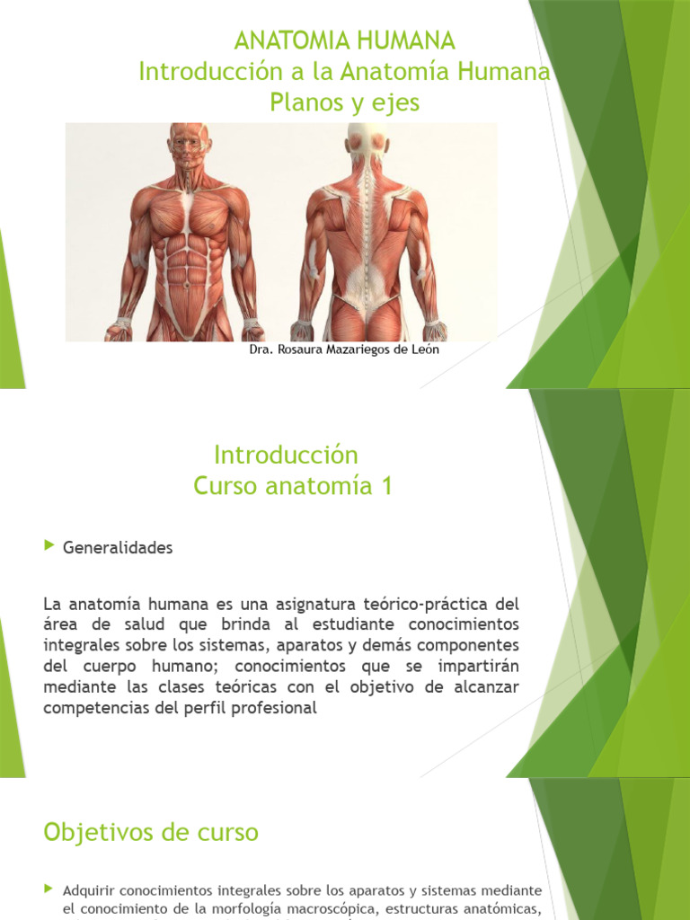 Anatomia Semana 1 Pdf Anatomía Términos Anatómicos De Ubicación