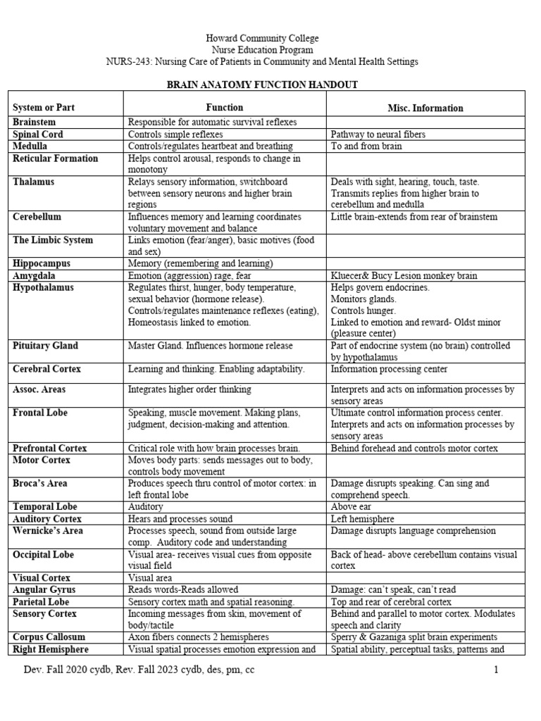 Brain Anatomy Function Handout 2023 | PDF | Brain | Cerebellum
