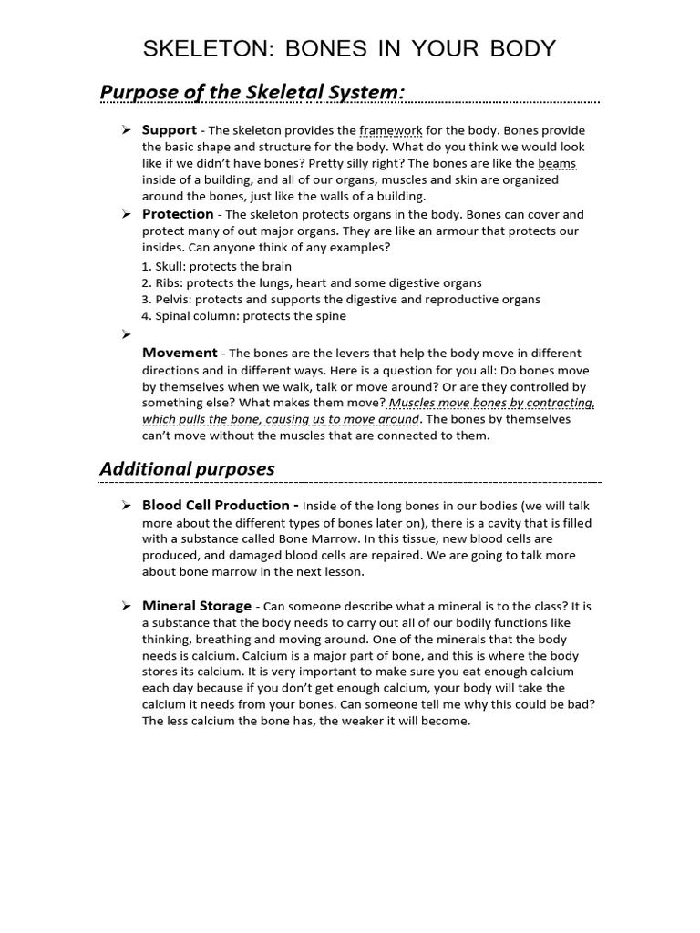 Human Skeleton | PDF