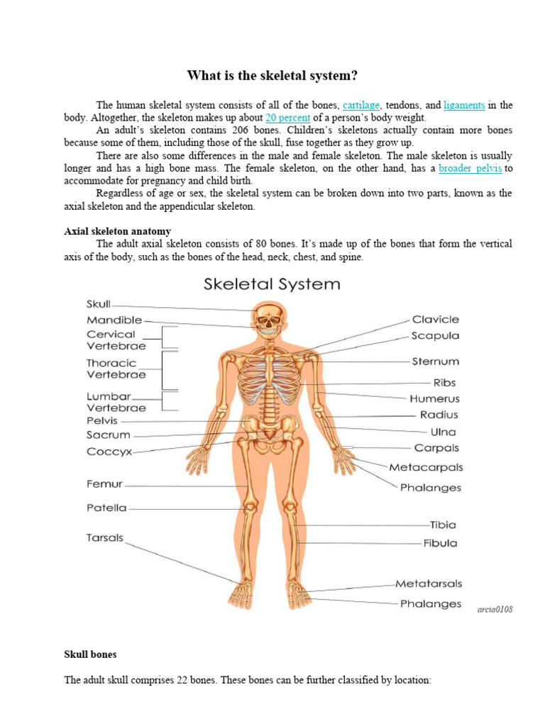 skeletal-system-reading-comprehension-exercises_126764 | PDF | Skeleton ...