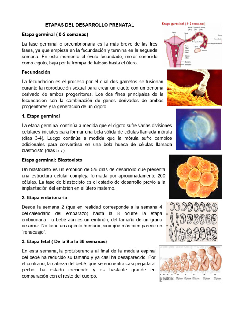 ETAPAS DEL DESARROLLO PRENATAL | PDF