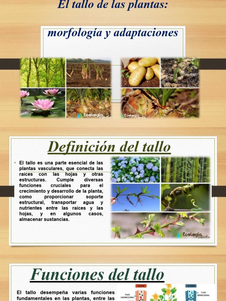 Funciones y tipos de tallos en plantas | PDF | Tallo de la planta | Raíz
