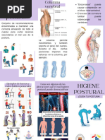 Ángulo de Louis | PDF | Tórax | Anatomía humana