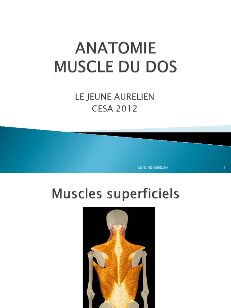 Anatomie du Dos et Muscles Associés | PDF | Vertèbre | Cou