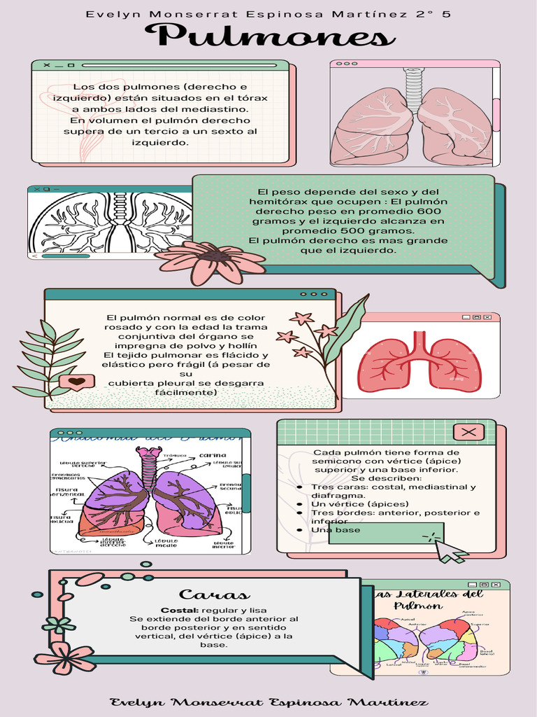 Anatomía de los Pulmones y sus Partes | PDF | Pulmón | Anatomía humana